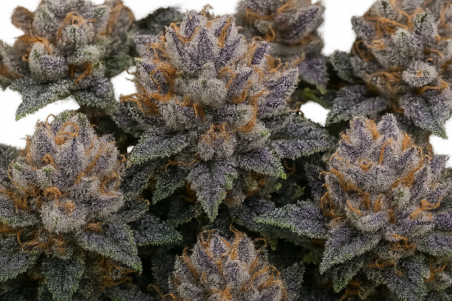 Frosted Flakes Strain - Sweet Cannabis Variety | TEN$CARTS